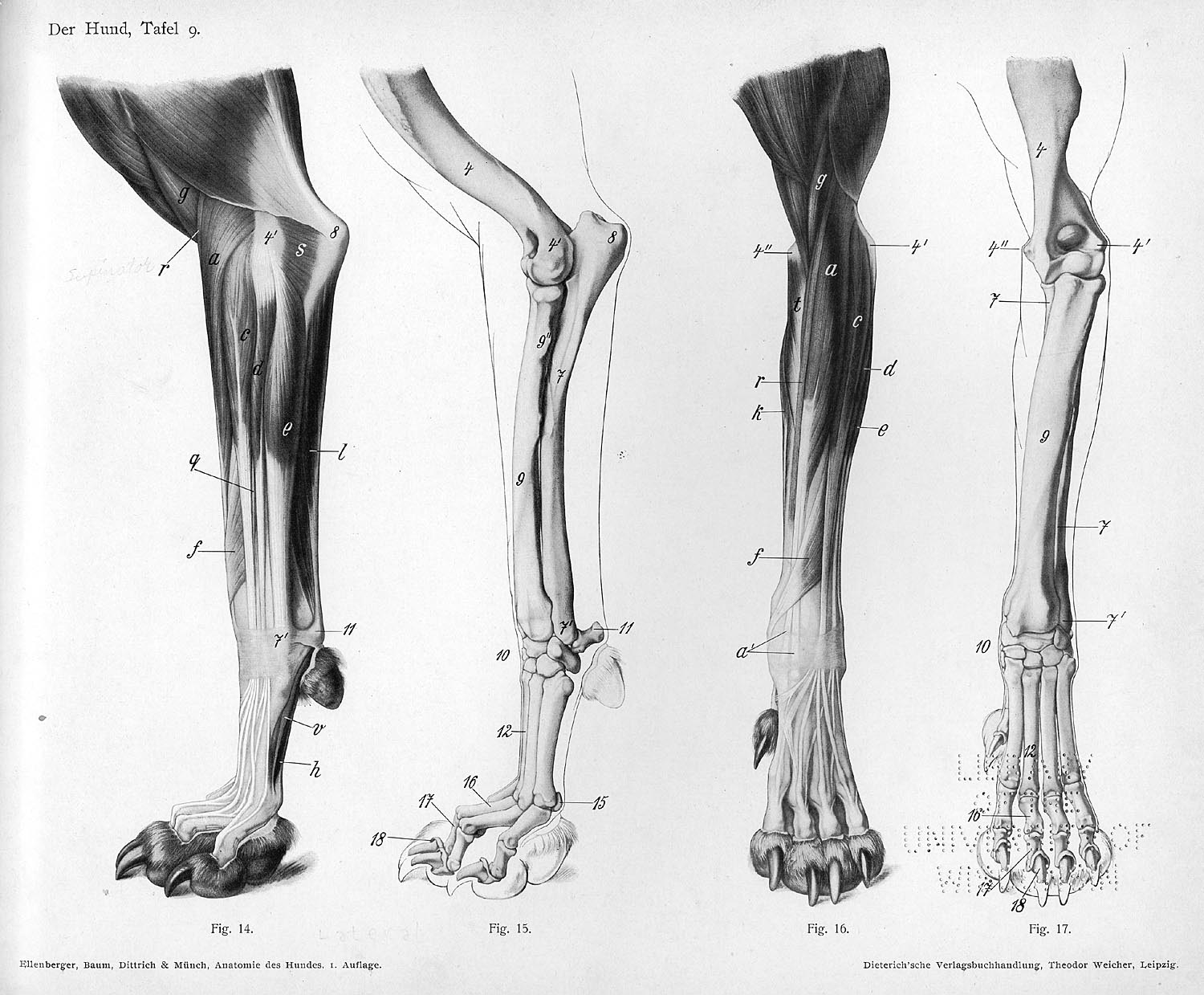 Espace Canin Yandy - pension, toilettage, éducation canine, formation ...